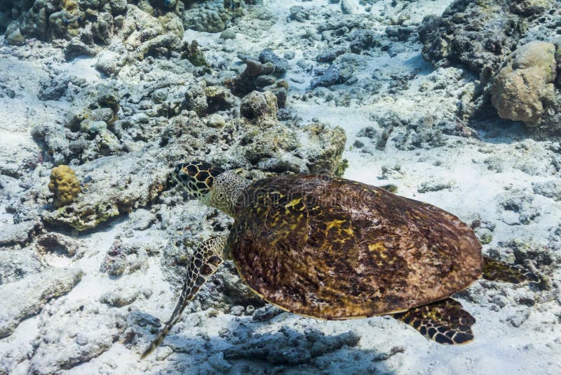 Hawksbill sea turtle stock image. Image of hard, ecosystem - 28294239