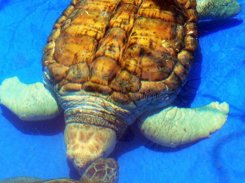 Overhead View Sea Turtle Stock Photos - Free & Royalty-Free Stock ...