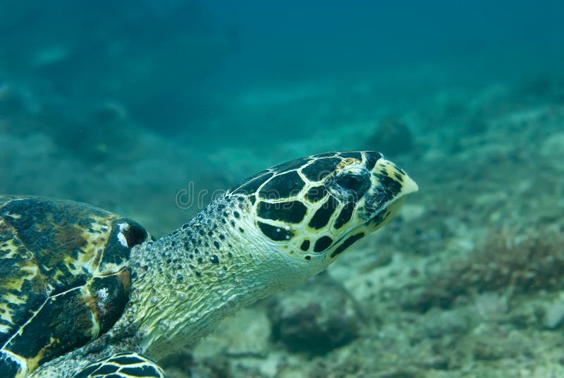 Hawksbill Sea Turtle stock photo. Image of looking, exotic - 9546404