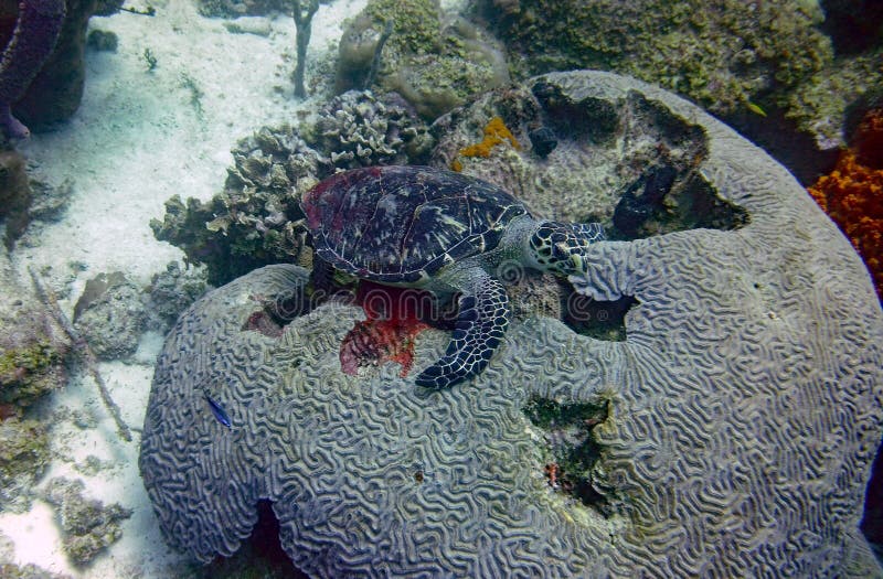 Hawksbill Sea Turtle on the Bottom of the Ocean Stock Photo - Image of ...