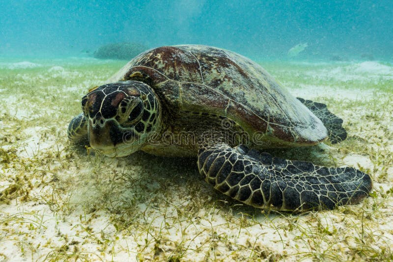 Hawksbill Sea Turtle Feeding on Sea Weed Grass in Shallow Water Stock ...