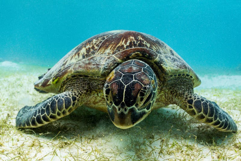 Hawksbill Sea Turtle Feeding on Sea Weed Grass in Shallow Water Stock ...