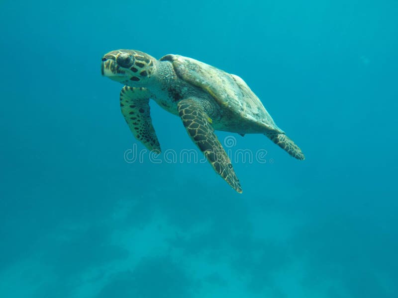 Hawksbill Sea turtle stock photo. Image of maui, close - 69419960
