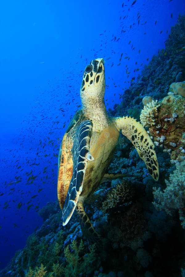 Hawksbill Turtle Eating A Sponge Stock Image - Image of coral, aquarium ...