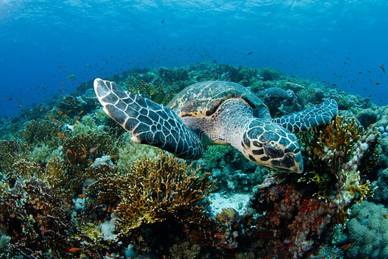 Hawksbill turtle stock image. Image of hawksbill, dive - 20616295