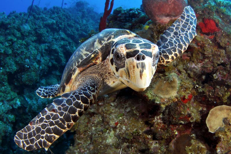 Sea turtle back stock photo. Image of pattern, water, back - 9826556