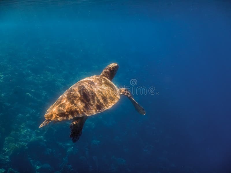 Hawksbill Turtle while Diving in the Red Sea Stock Photo - Image of ...