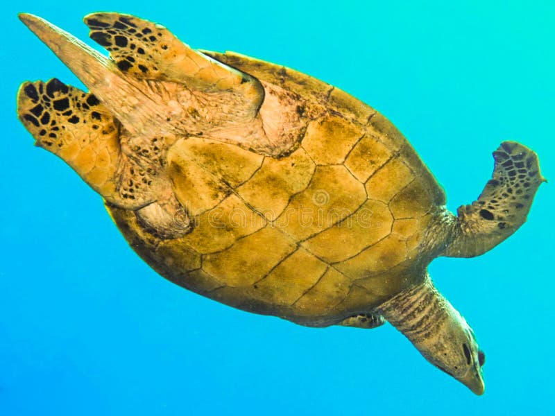 Hawksbill Turtle from Sharm El-Sheik, Red Sea Stock Photo - Image of ...