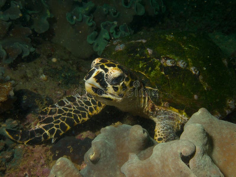 Hawksbill sea turtle stock image. Image of asia, destination - 102209659