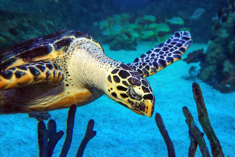 Sea Turtle Portrait Eye Close Up Stock Image - Image of scuba, dive ...