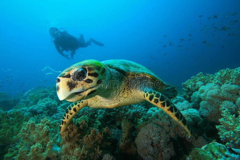 Turtle and Scuba Diver stock photo. Image of eretmochelys - 14407110