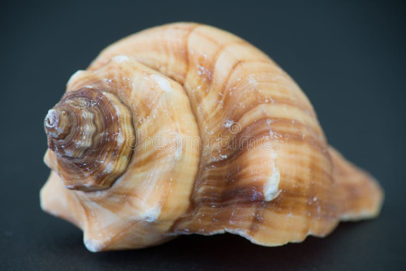 Hawkwing Stock Photos - Free & Royalty-Free Stock Photos from Dreamstime