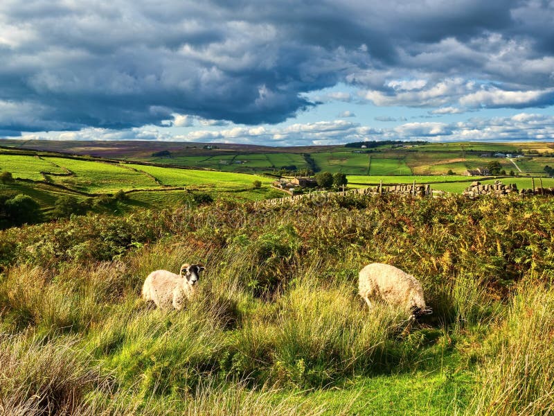 Haworth Moor with sheep stock image. Image of bronte - 290149791