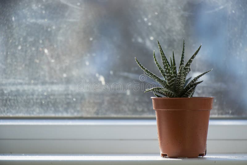 Haworthia Succulent on the Window Stock Photo - Image of growing, hobby ...