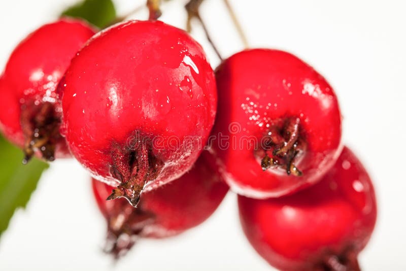 Haws on white background. stock photo. Image of growth - 159100206