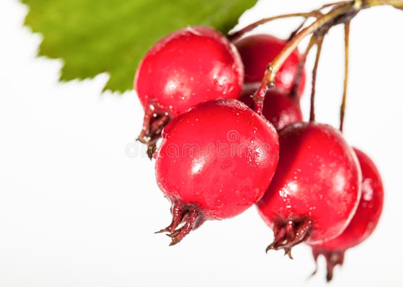 Haws on white background. stock photo. Image of growth - 159100206