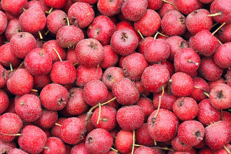 Haws stock image. Image of fresh, whitethorns, hawthorns - 27328255