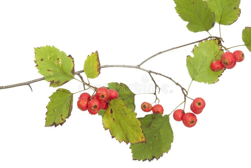 Hawthorn stock image. Image of branch, macro, leaf, nature - 31013647