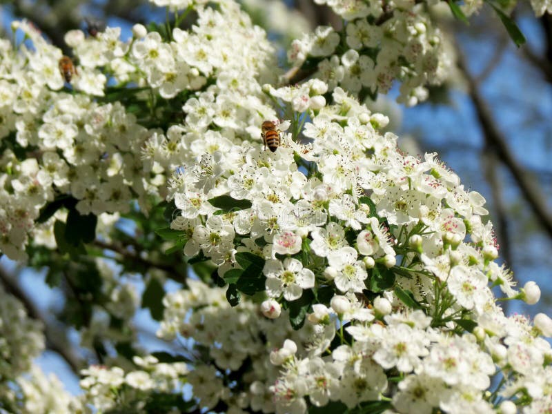 White Hawthorn blossom stock image. Image of flowering - 117059399