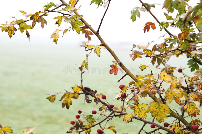 Hawthorn Autumn Foliage and Berries Stock Image - Image of copy ...