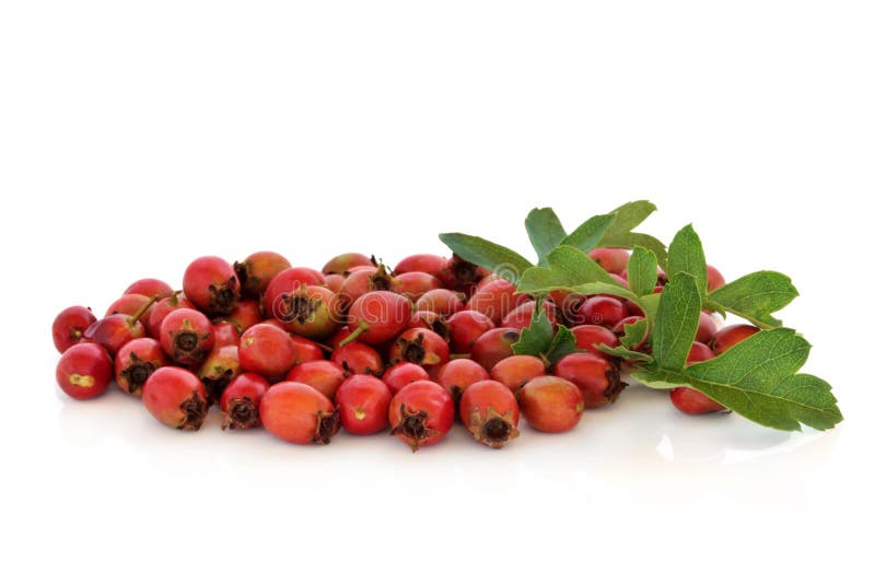 Hawthorn Berries stock photo. Image of hawthorn, haws - 13799392