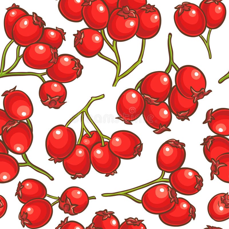 Hawthorn Berries Vector Pattern Stock Vector - Illustration of asia ...