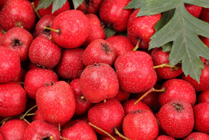 Hawthorn berry stock photo. Image of natural, green, macro - 60525624