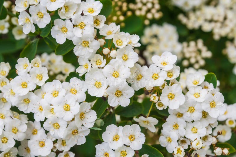 Hawthorn blooming stock photo. Image of petals, dense - 51534474