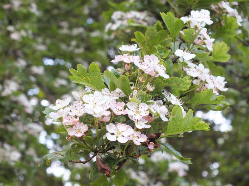 Hawthorn Blossom stock photo. Image of meadows, hedgerow - 25106134