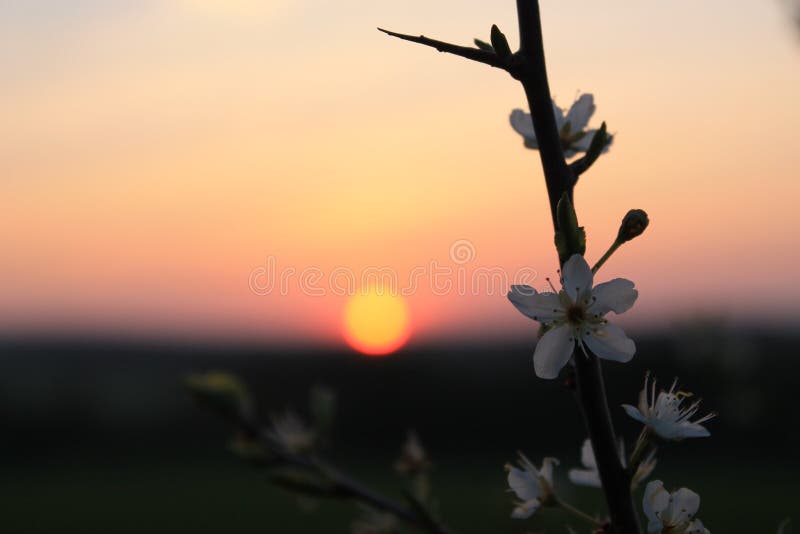 Hawthorn stock photo. Image of macro, plant, nature, stamen - 24349416
