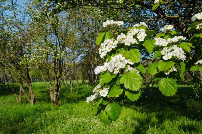 Hawthorn stock image. Image of hawthorn, trunk, creation - 40837231