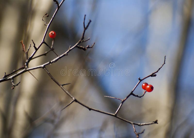 Hawthorn Branch with Berries. Against the Sky Stock Image - Image of ...