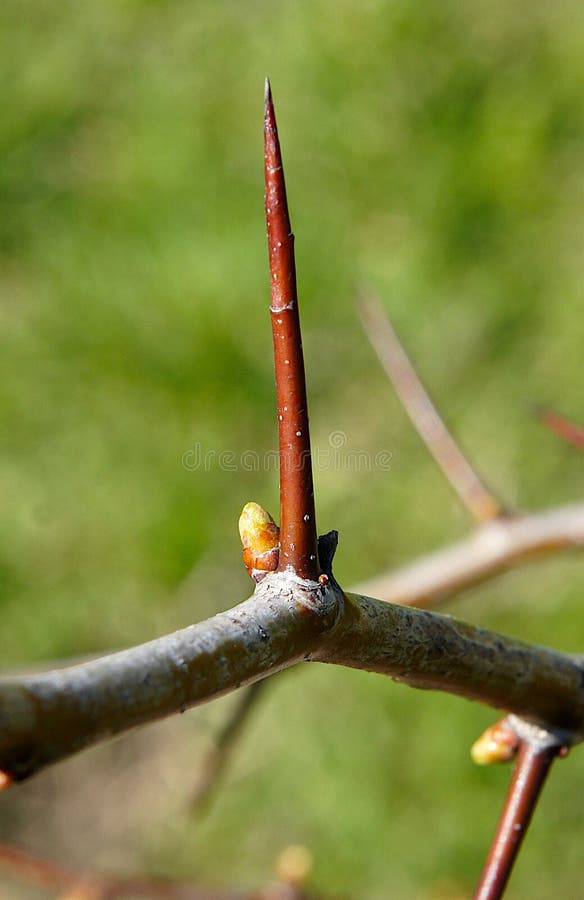 Hawthorn Branch with Buds and Thorns Stock Photo - Image of detail ...