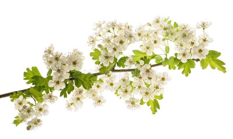 Hawthorn Branch with Flowers Stock Photo - Image of herbs, hawthorne ...