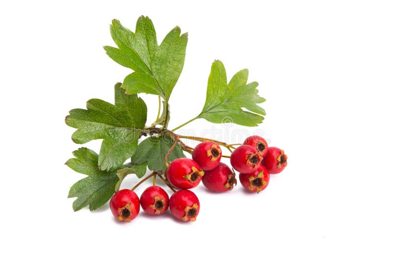 Hawthorn branch isolated stock image. Image of ripe - 243717151