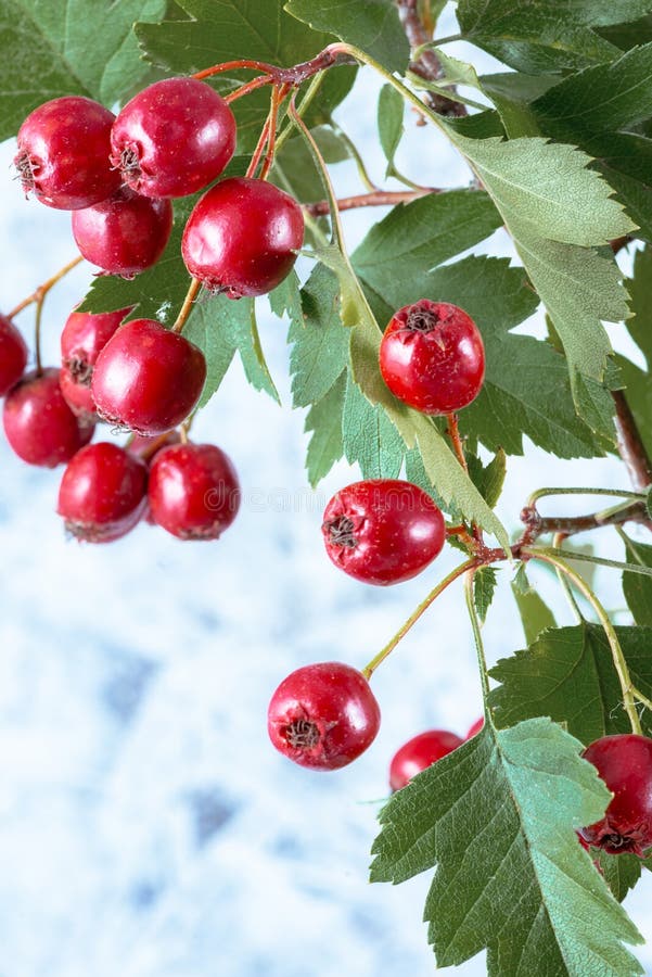 Frosted Frosen Hawthorn Branch Red Hawthorn Berries Stock Photo - Image ...