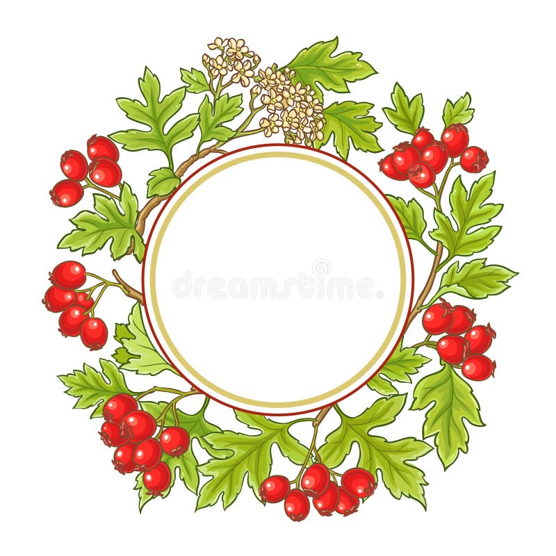 Hawthorn Flower Stock Illustrations – 715 Hawthorn Flower Stock ...