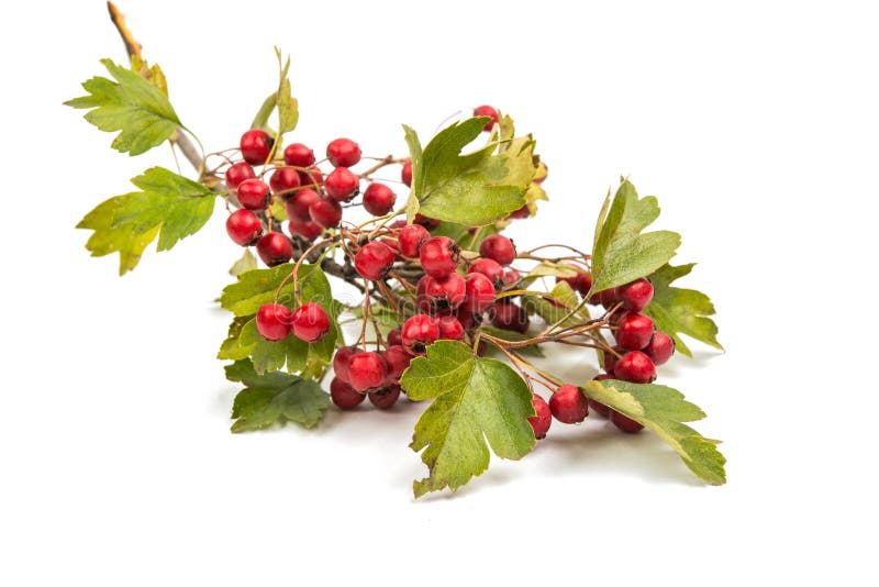 Hawthorn branch stock photo. Image of branch, berry, plant - 61208916