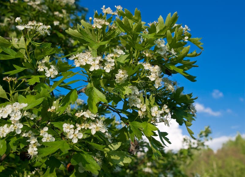 Hawthorn bush stock image. Image of tree, life, blue, colored - 5285063
