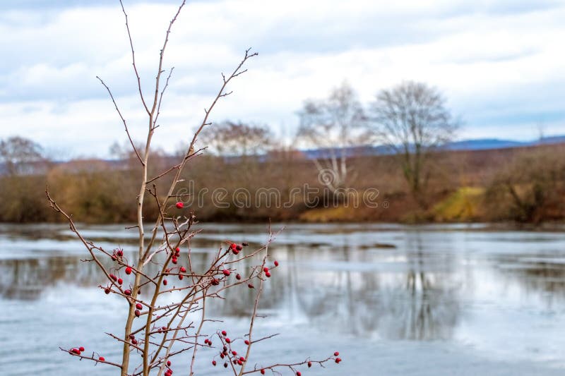 Hawthorn Bush with Red Berries on the River Bank in Autumn Stock Photo ...