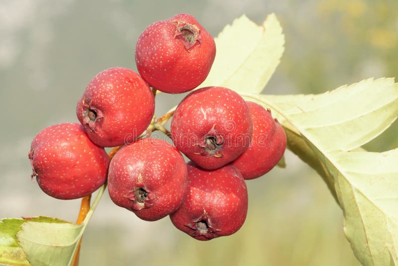 Hawthorn stock photo. Image of maythorn, hawthorn, tree - 44797390