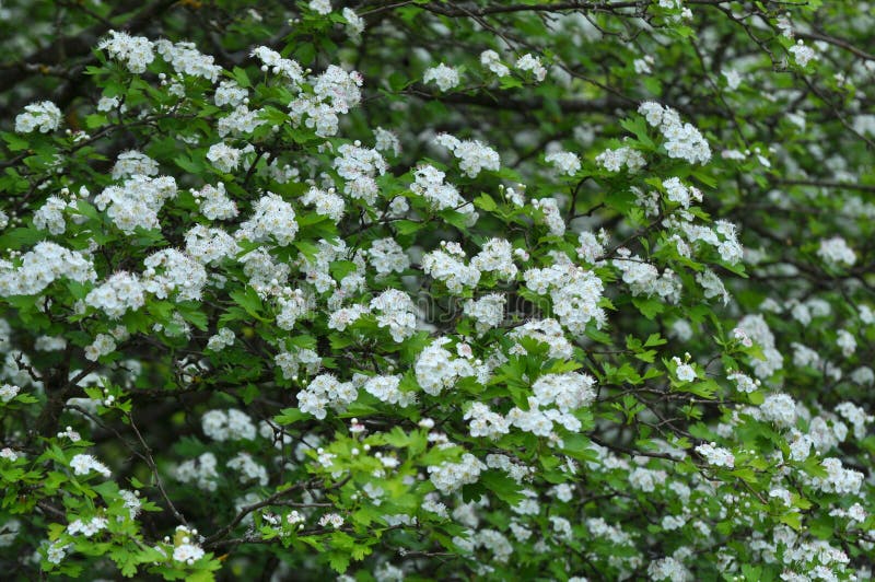 Hawthorn (Crataegus) Blooms in Nature Stock Photo - Image of flower ...