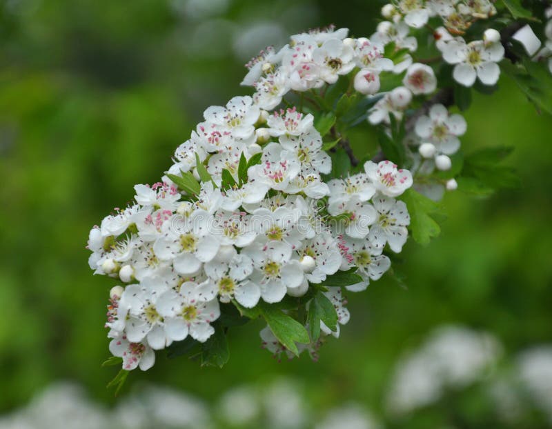Hawthorn (Crataegus) Blooms in Nature Stock Photo - Image of garden ...