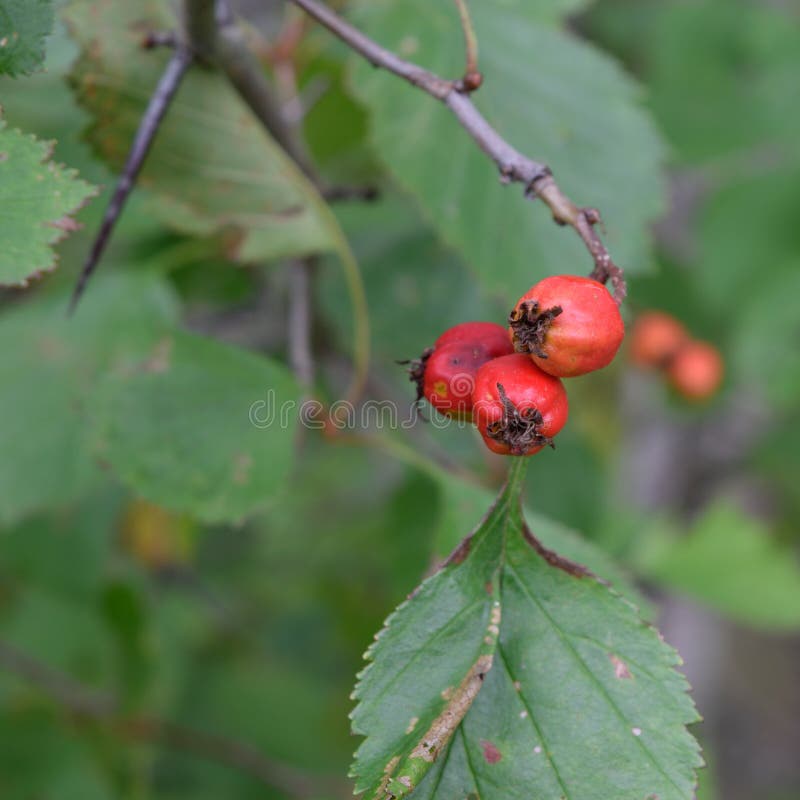 Hawthorn (Crataegus) Fall Fruit Stock Image - Image of leaves, medicine ...