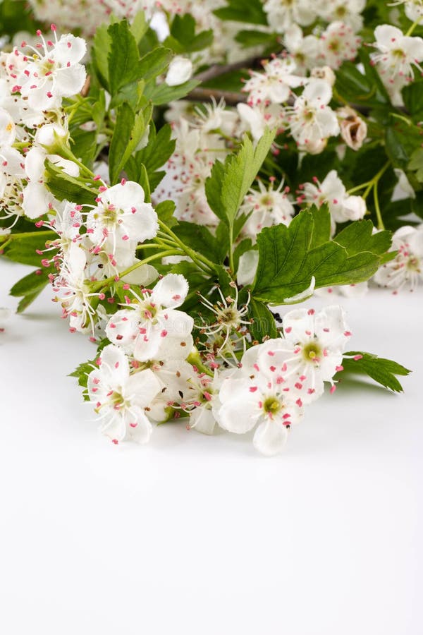 Hawthorn (Crataegus Monogyna) Flowers Isolated on White Background ...