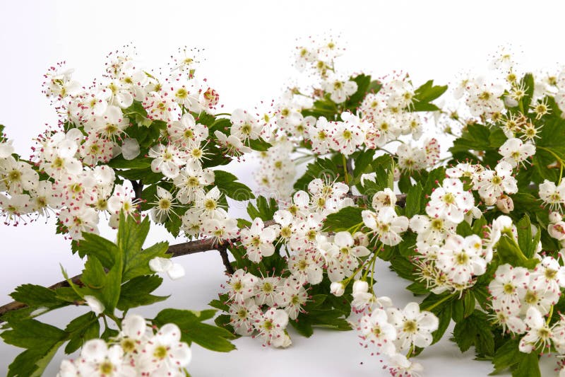 Hawthorn (Crataegus Monogyna) Flowers Isolated on White Background ...