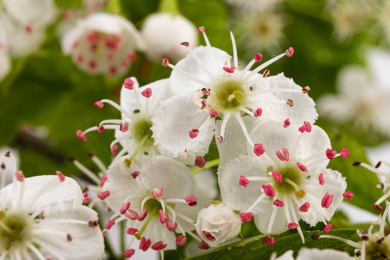 Hawthorn (Crataegus Monogyna) Flowers Isolated on White Background ...