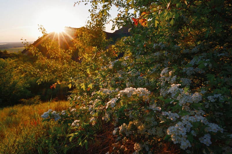 Hawthorn, Crataegus Monogyna in Mountain Spring Stock Image - Image of ...