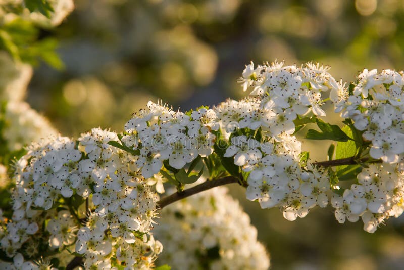 Hawthorn Flowers on the Bush in the Sunlight Stock Image - Image of ...
