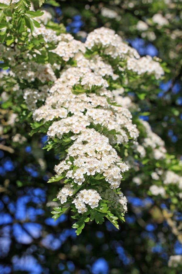 Hawthorn flowers stock image. Image of crataegus, tree - 75427059